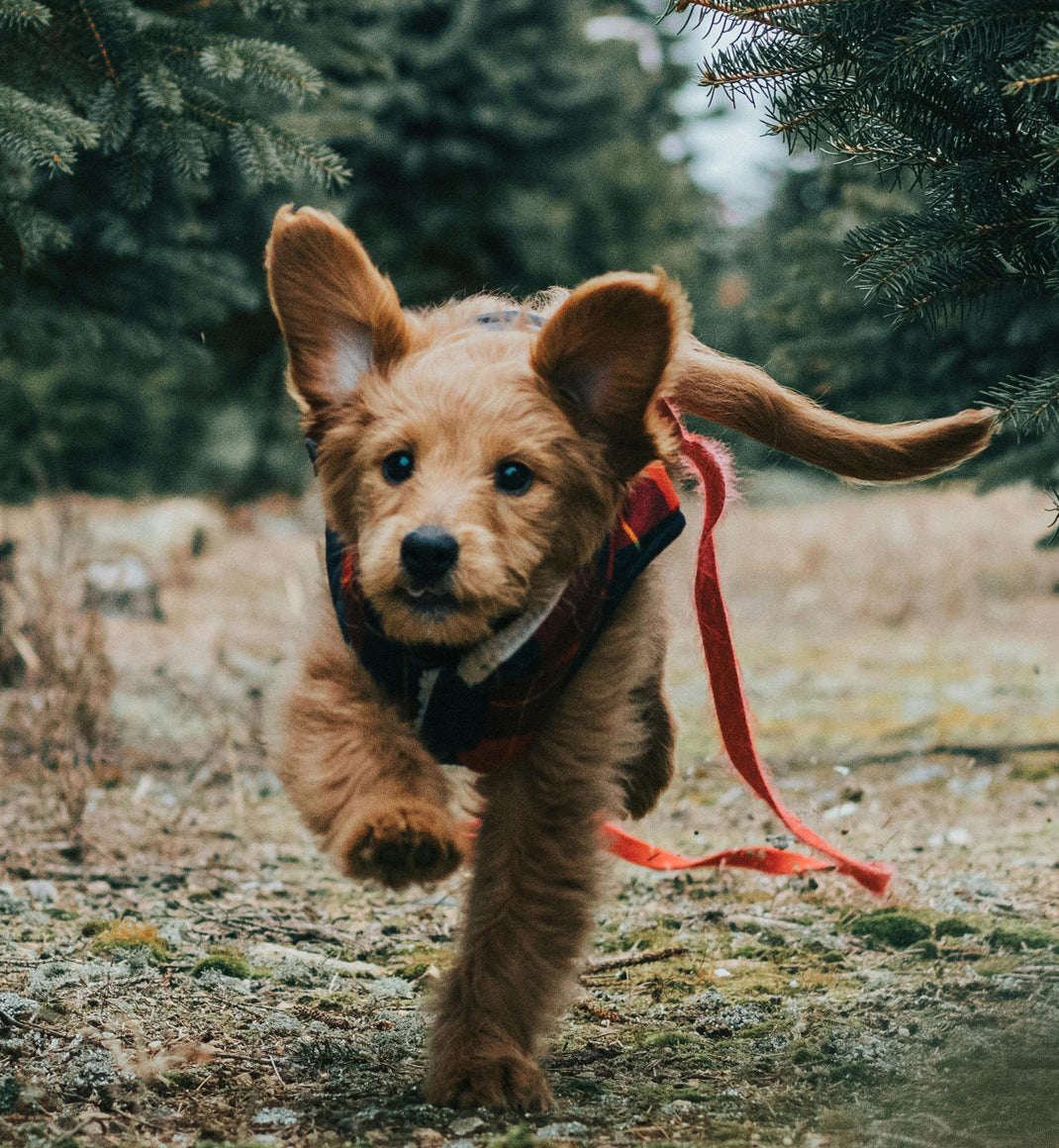 About – Better Pets